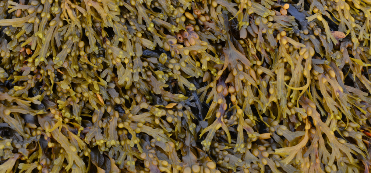 How Bladderwrack Seaweed is Good for You and the Environment - Green Suburb