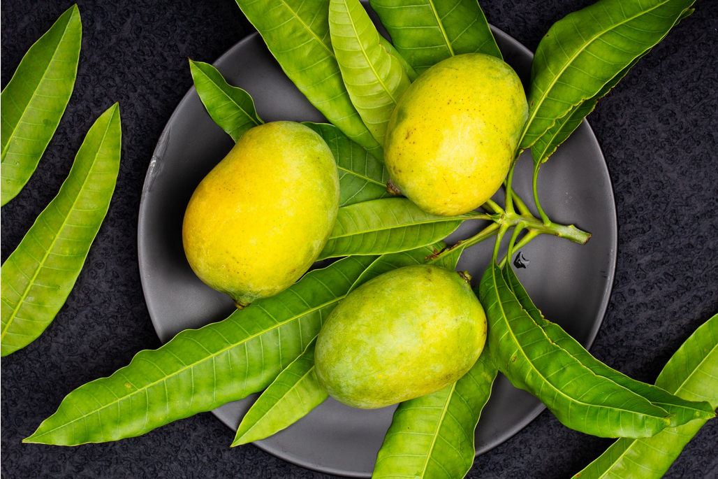 6 Health Benefits of Mango Leaves - Green Suburb