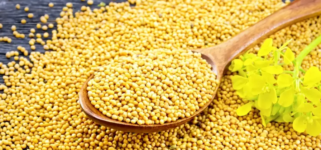 Health Benefits of Mustard Seed Powder - Green Suburb