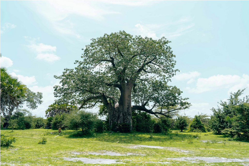 The Health Benefits of Baobab Leaves - Green Suburb